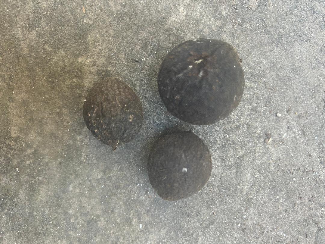 Black Walnuts in Hulls - Ritual Bath & Wellness – Steep Hill Garden