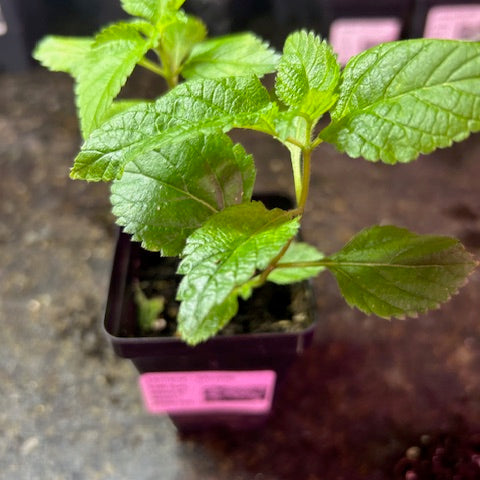 Hardy Lantana - Miss Huff Plant – Steep Hill Garden